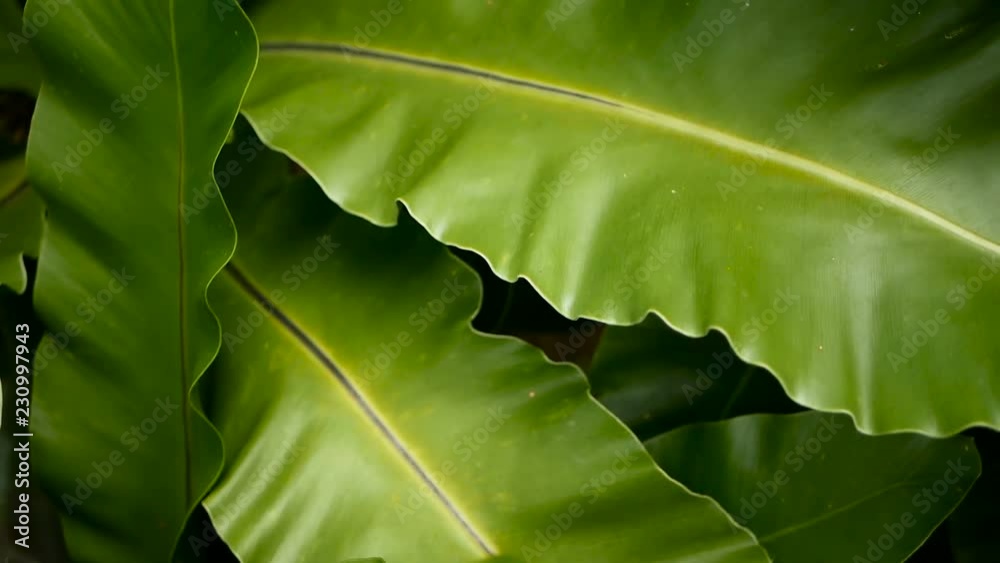 Bird's Nest fern, Asplenium nidus. Wild Paradise rainforest jungle ...