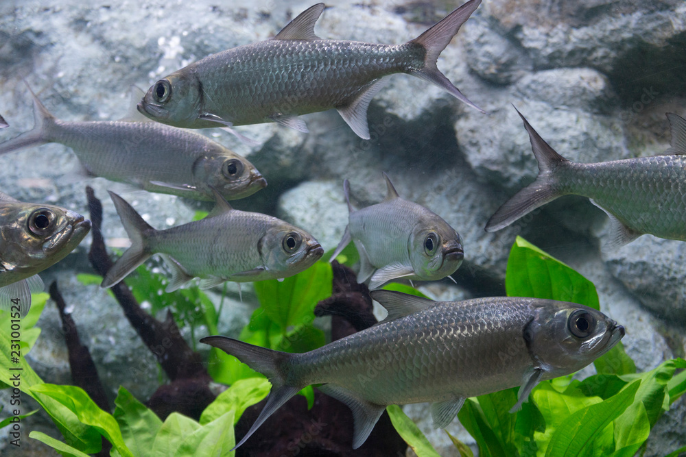 Tarpon Indo-Pacific or Megalops cyprinoides fish in aquarium Stock ...
