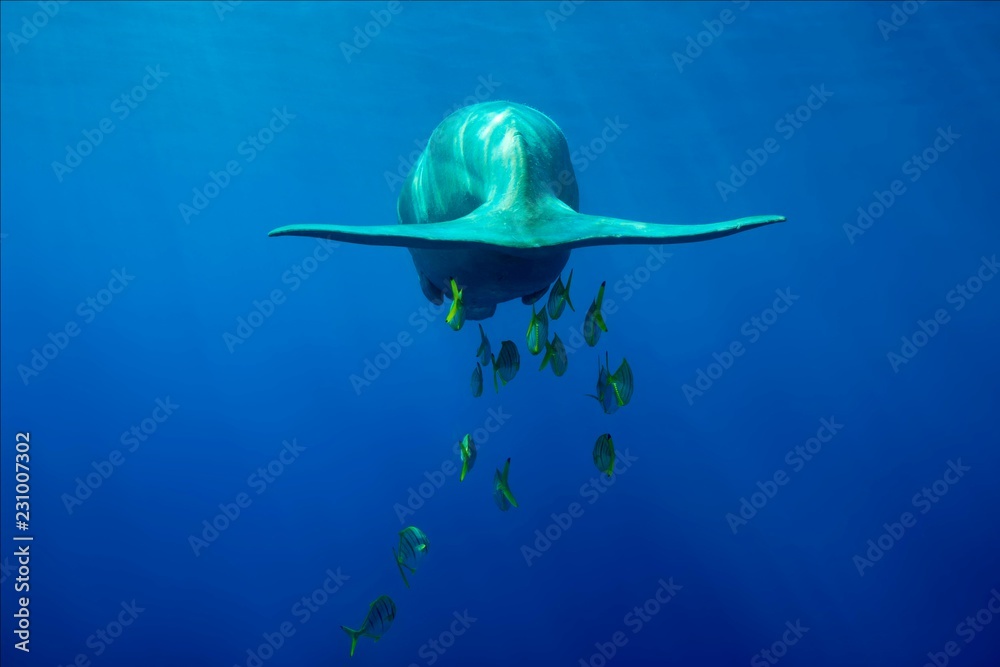 Tail of a floating Sea Cow (Dugong dugon) with Golden Trevallys ...