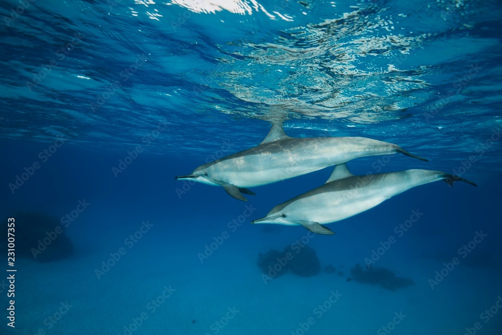 Pair of Spinner Dolphins (Stenella longirostris) swim in the blue water ...