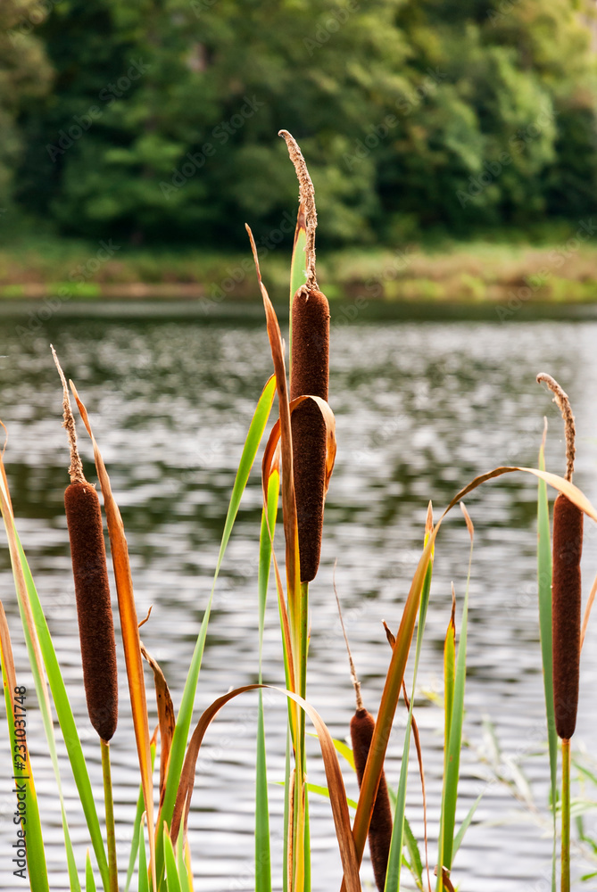 Bulrush or Reedmace, Typha latifolia, plants at the edge of a large ...