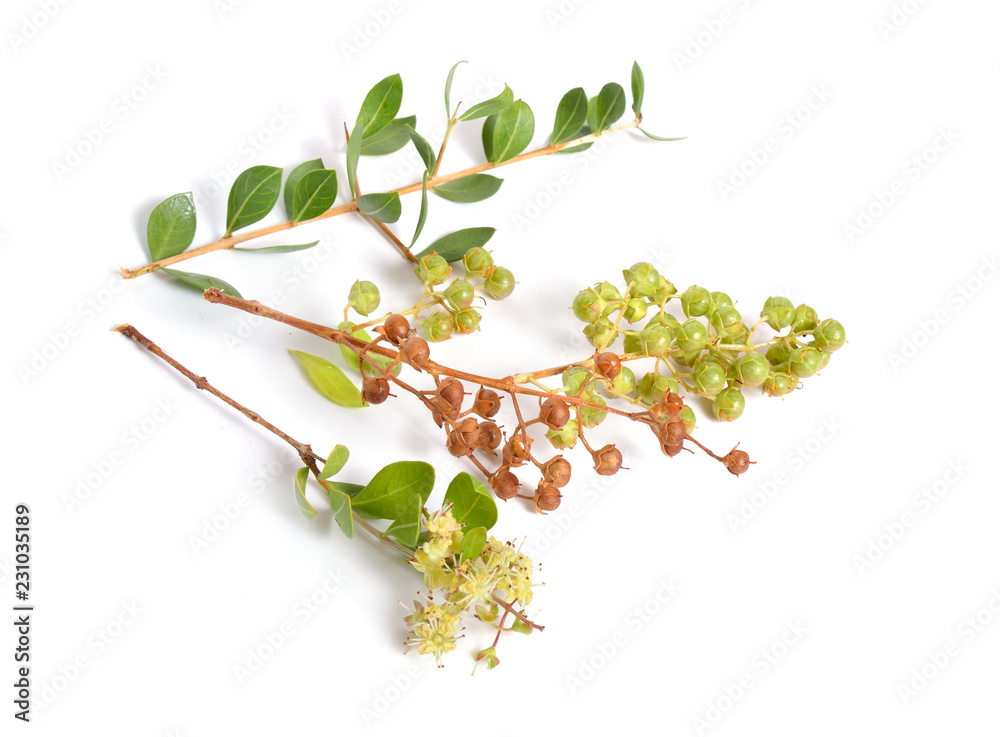 Lawsonia inermis, also known as hina or henna tree or mignonette tree ...