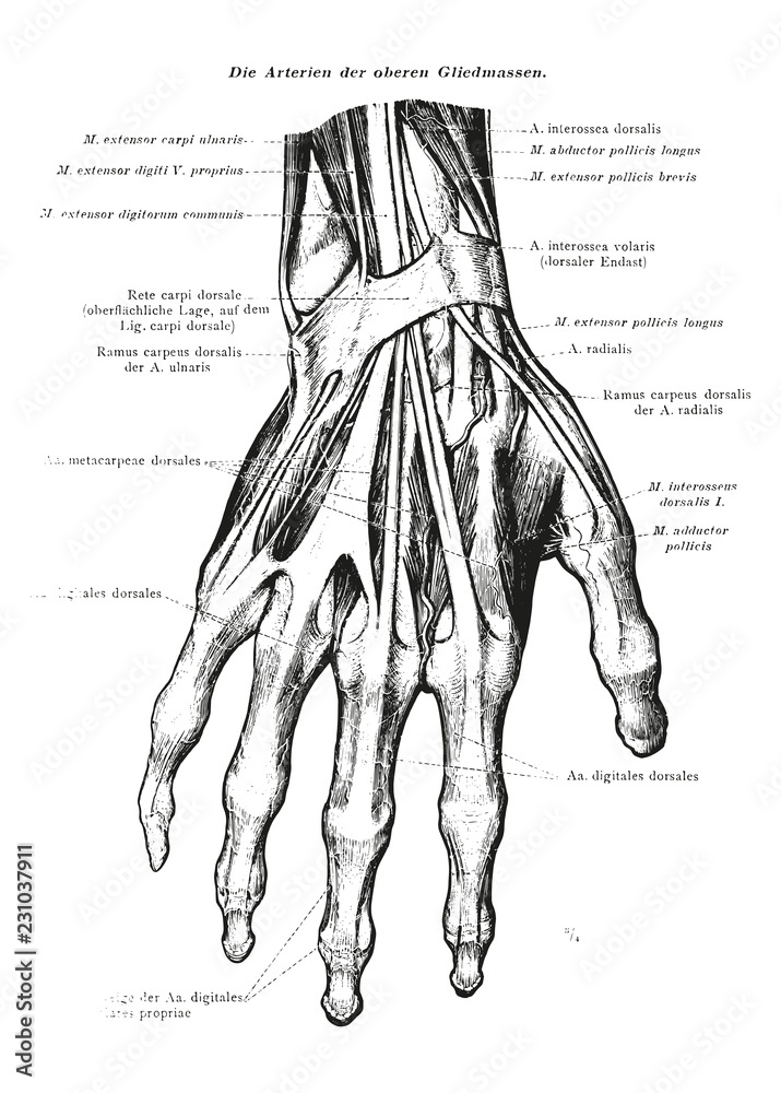 Human Arm Muscle Vein Anatomy Black & White Illustration Stock ...