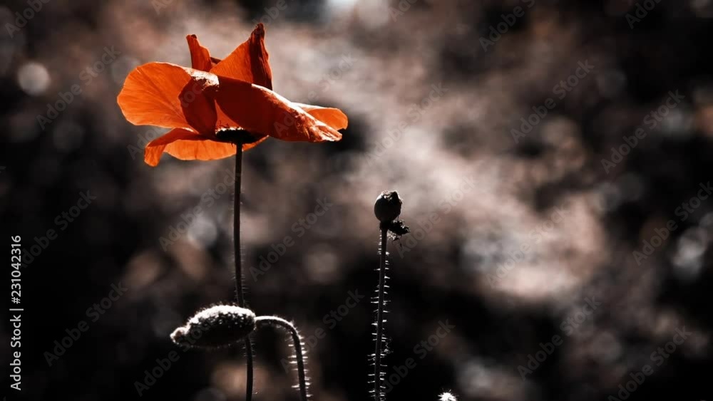 Successful combination of colors.Stylized picture of poppies.The magic ...