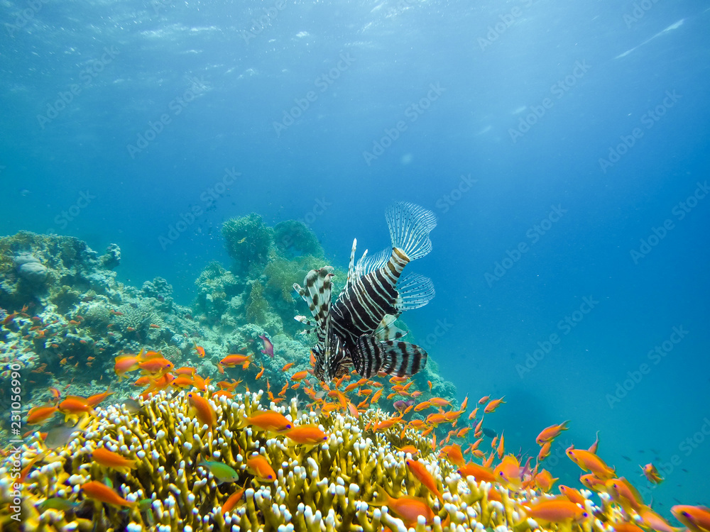Lionfish hovering over coral with many orange small prey fishes in ...