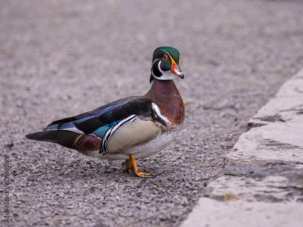 Wood Duck Head