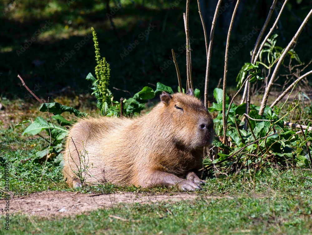 A Capybara (hydrochoerus hydrochaeris) walking on bare ground against a ...