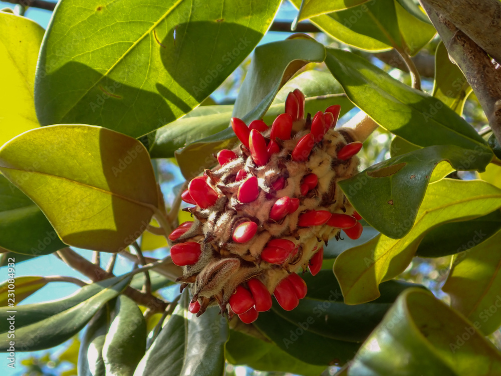 Southern Magnolia Fruit