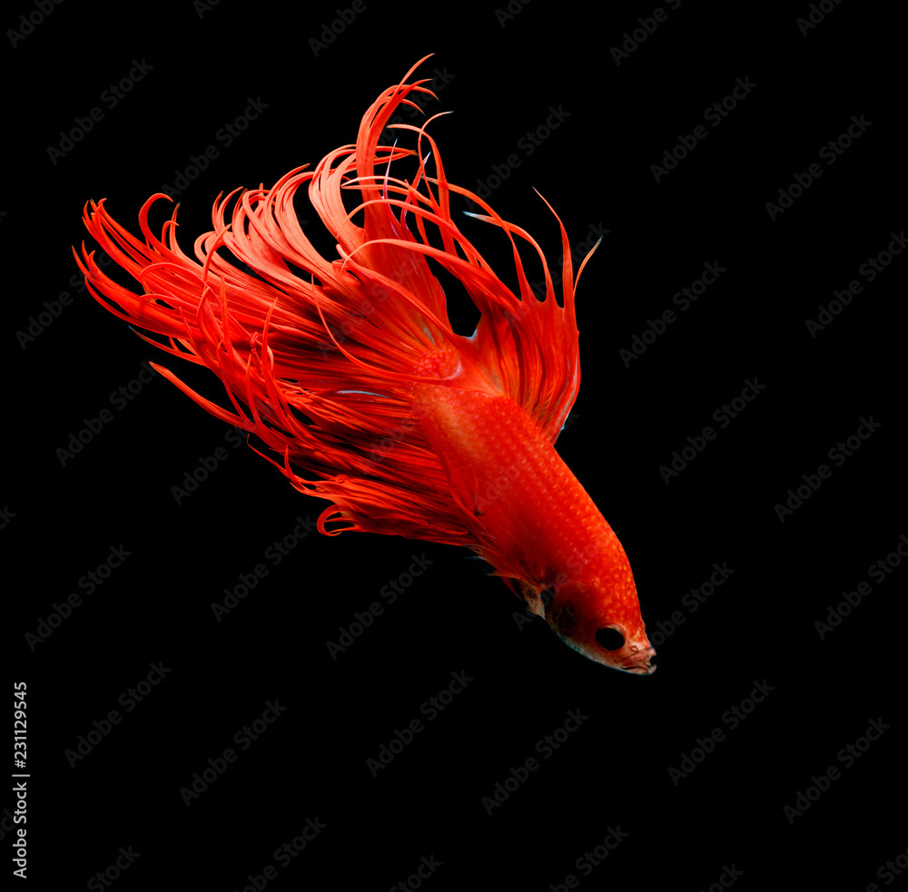 Siamese fighting fish, red fish, black background Betta splendens ...