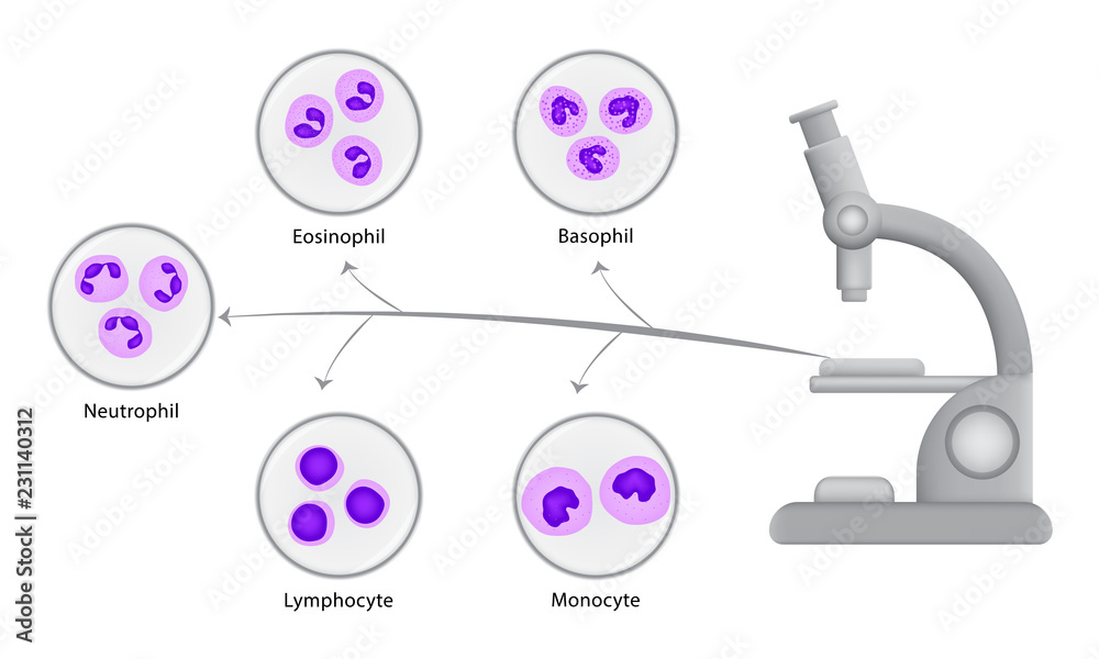 Microscope viewing white blood cells Stock Vector | Adobe Stock