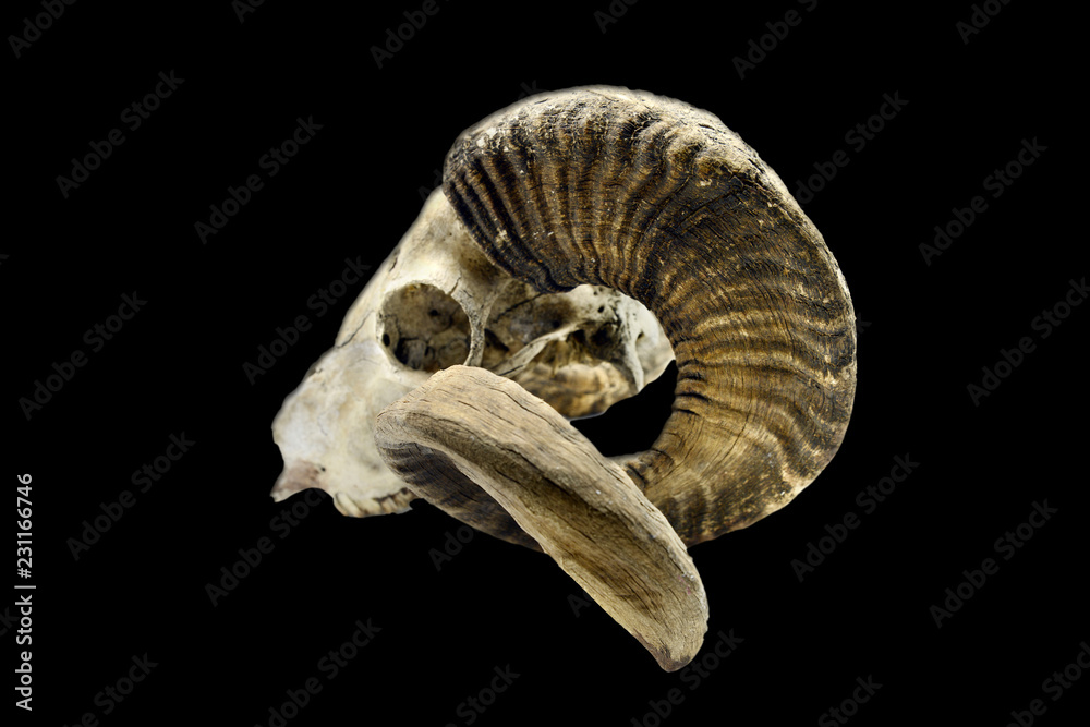 goat skull with horns on black isolated background Stock Photo | Adobe ...