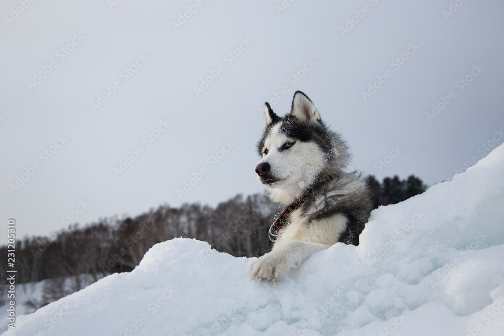 Serious husky dog is lying on the ice floe and looking afar. Portrait ...