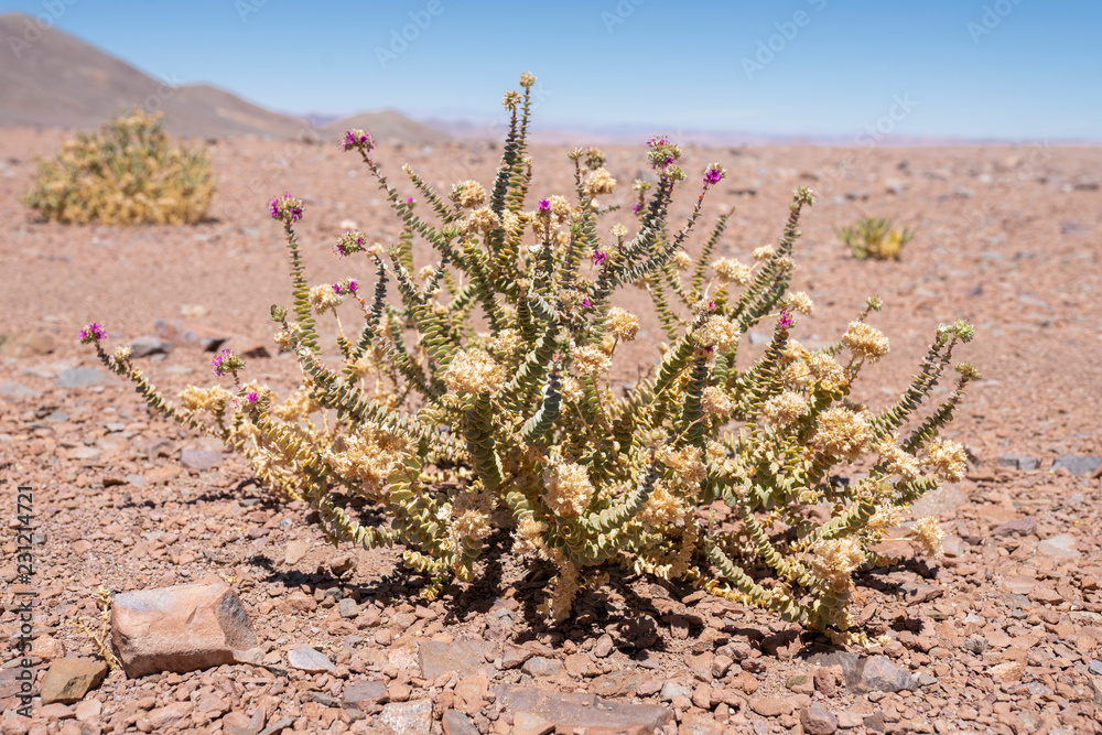 Life in dry extreme conditions, this is what the Cistanthe Salsoloides ...