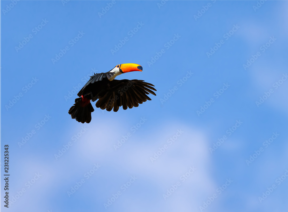 Toco Toucan flying with wings outstretched in flight and blue cloud sky ...