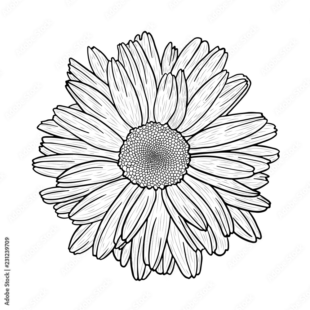 How To Draw A Realistic Daisy