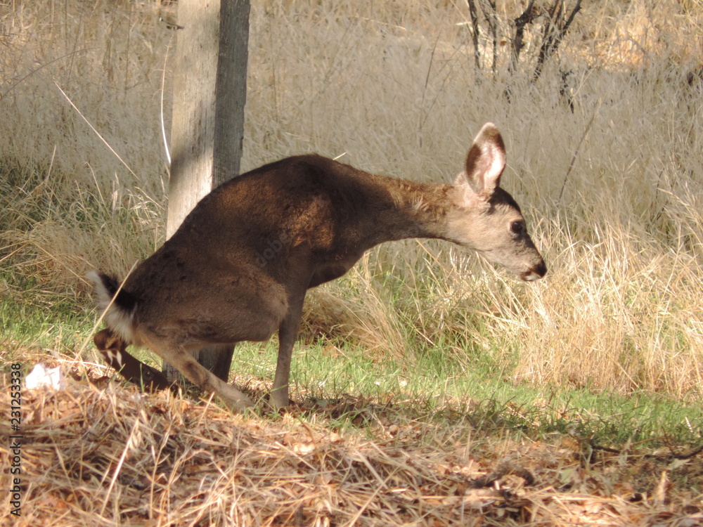 deer pooping Stock Photo | Adobe Stock