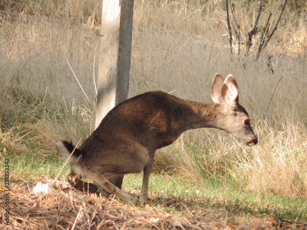 Deer pooping Stock Photo | Adobe Stock