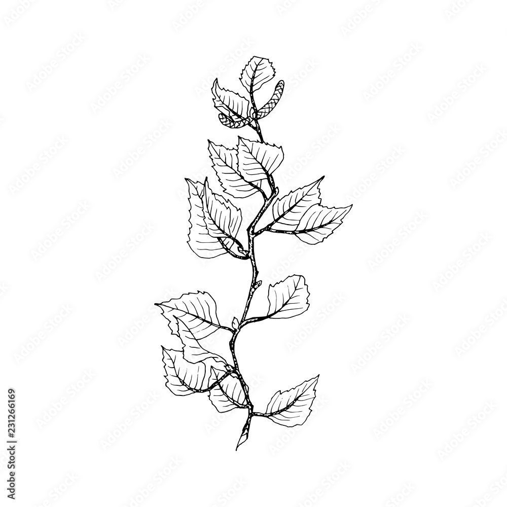 Birch Leaf Drawing