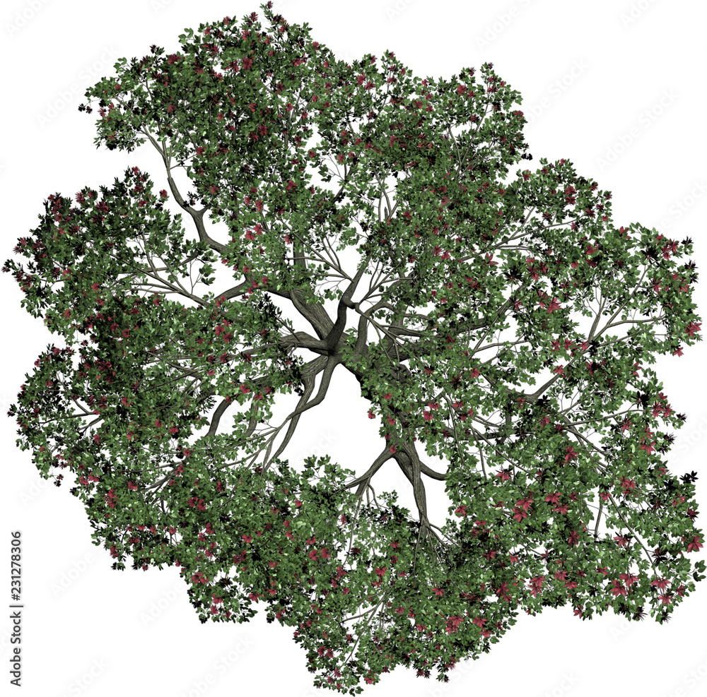 Plant and Tree top view / overhead symbols and icons isolated on white ...