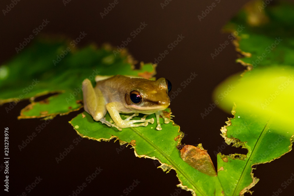 Cute Tree Frogs