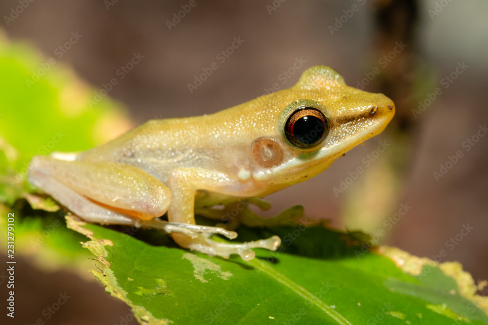 Cute Tree Frog