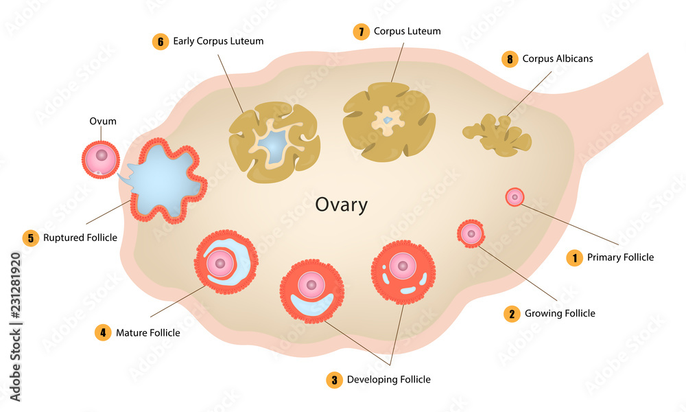 Ovarian cycle Stock Vector | Adobe Stock