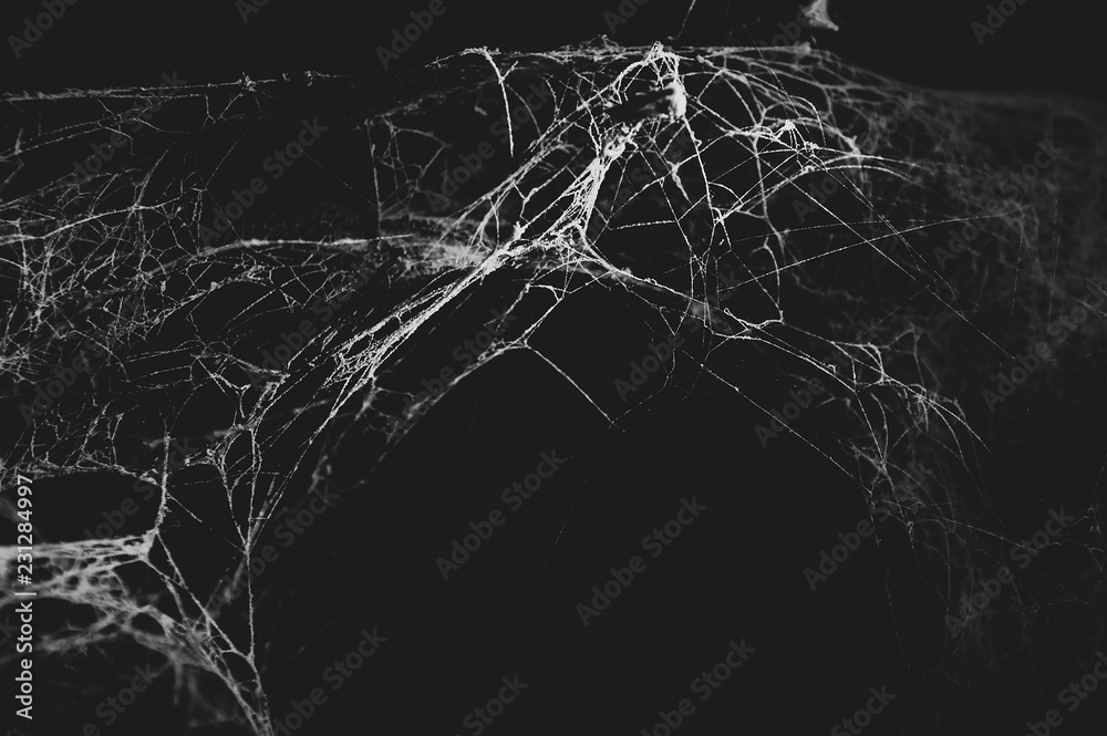 Spider web in the dark Stock Photo | Adobe Stock