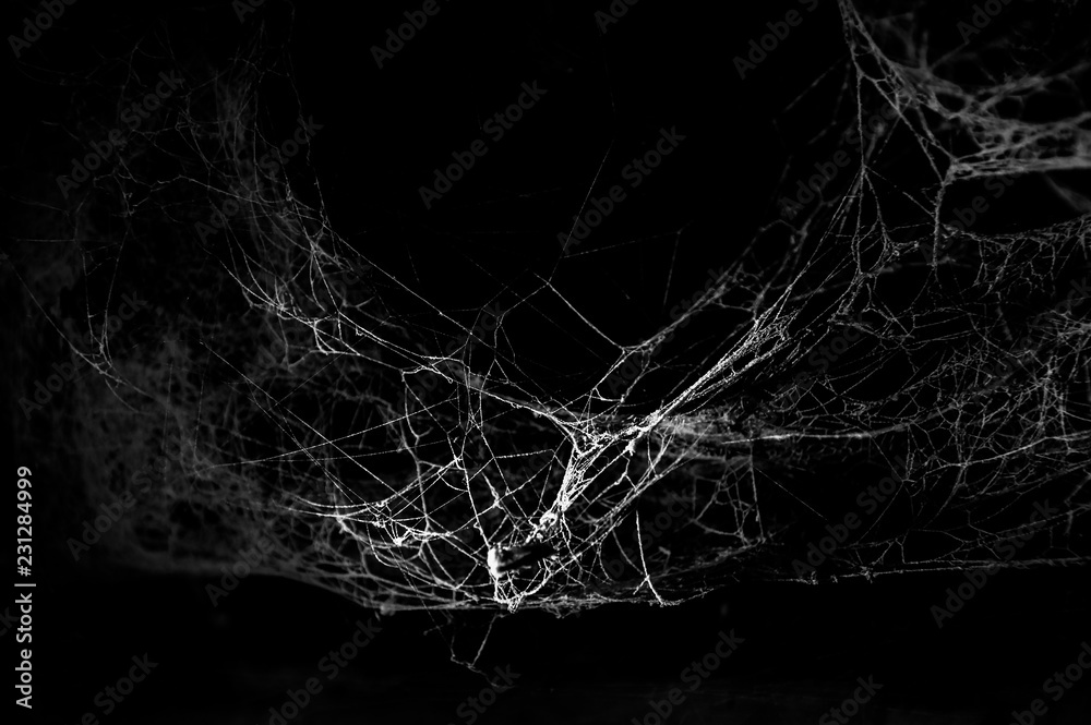 Cobweb closeup on black background Stock Photo | Adobe Stock