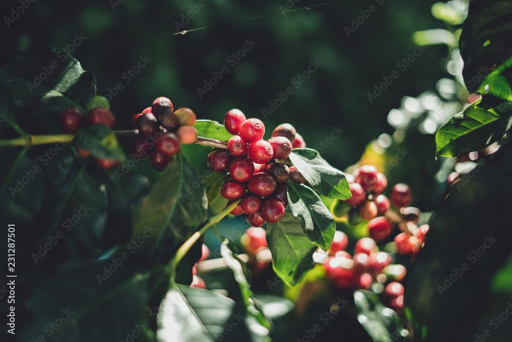 red cherry coffee beans Arabica In nature Stock Photo | Adobe Stock