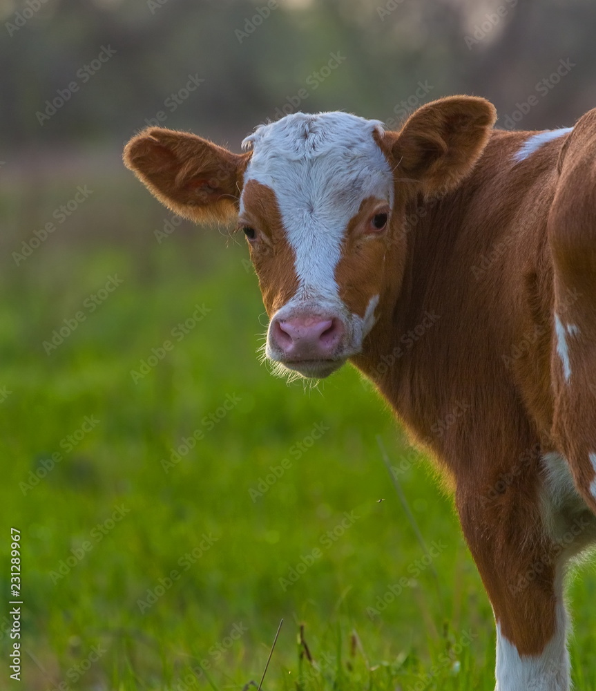 Calf in the meadow. The calf on the river bank grazes. Pets, cows in ...