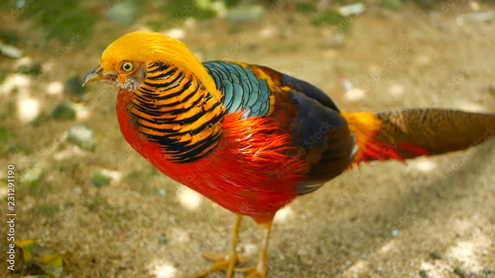 Magnificent elegant male of Chinese Red Golden pheasant, Chrysolophus ...