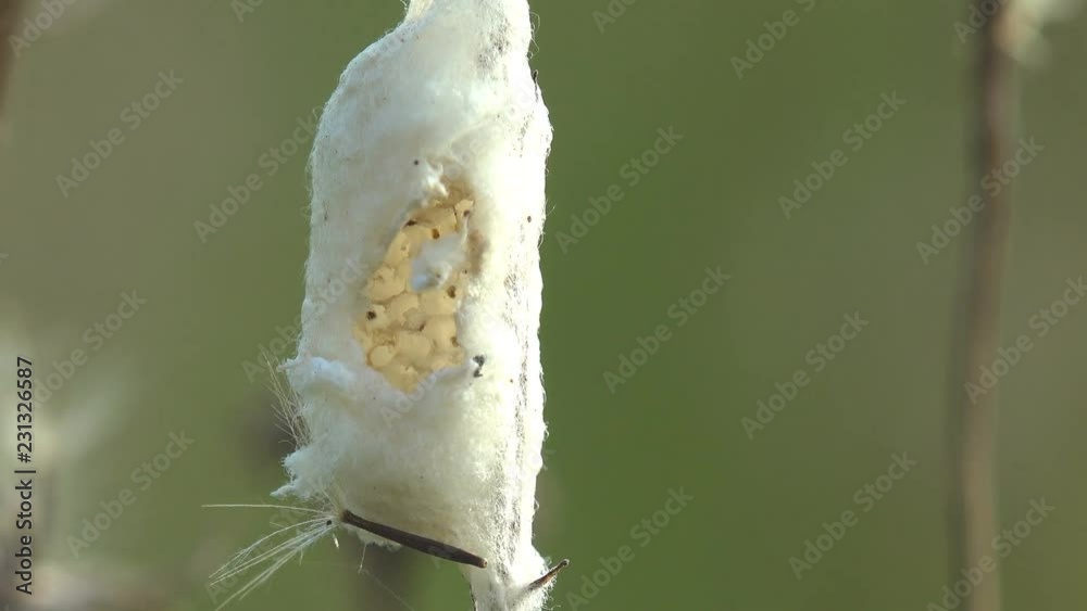 Insect eggs in a cocoon of cobwebs on dry stalk of grass reeling in ...
