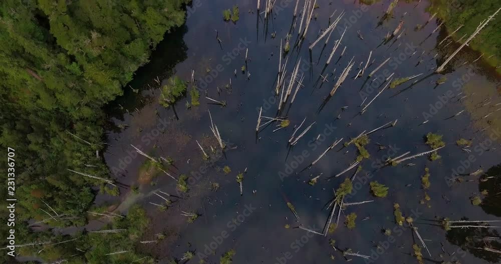 aerial view with drone, of the larches lagoon, surrounder of native ...