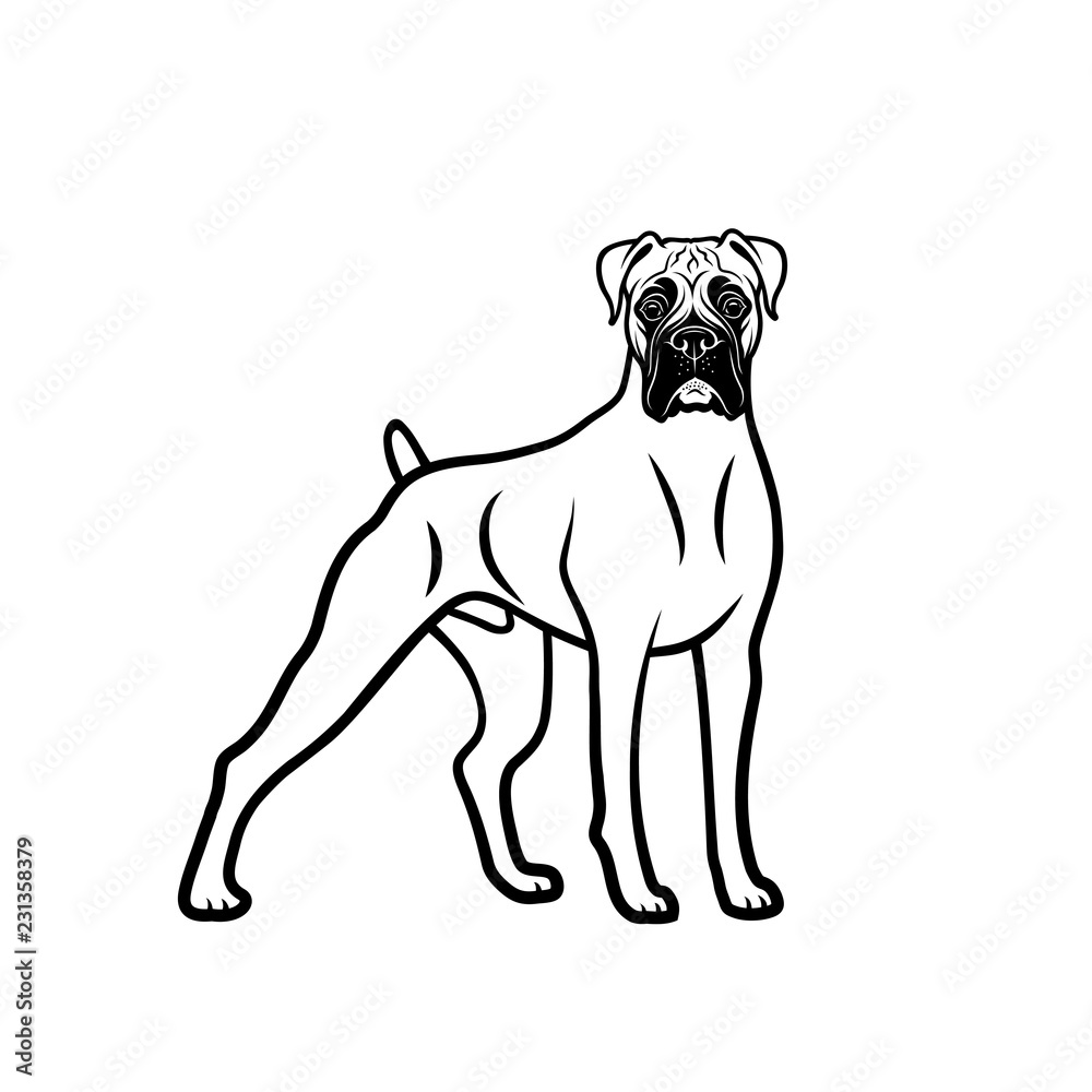 Boxer Dog Line Drawing