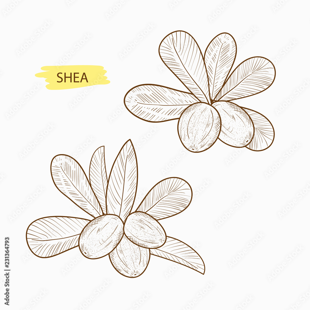 Shea. Leaves and fruit. Sketch. Set. Monophonic Stock Vector | Adobe Stock