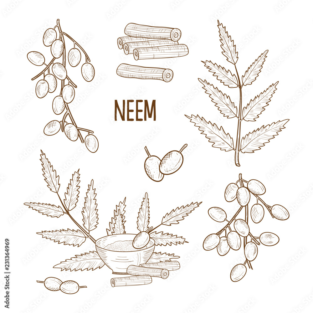 Neem. Leaves, fruit, root, bowl with powder. Sketch. Monochrome, set ...