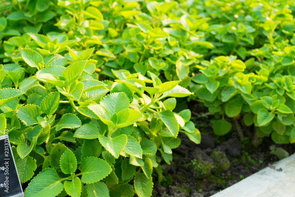 Plectranthus amboinicus (Lour.) Spreng plants. Juice extract from the ...