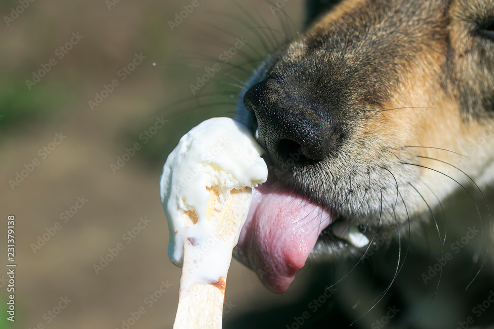 Dog Eating Popsicle