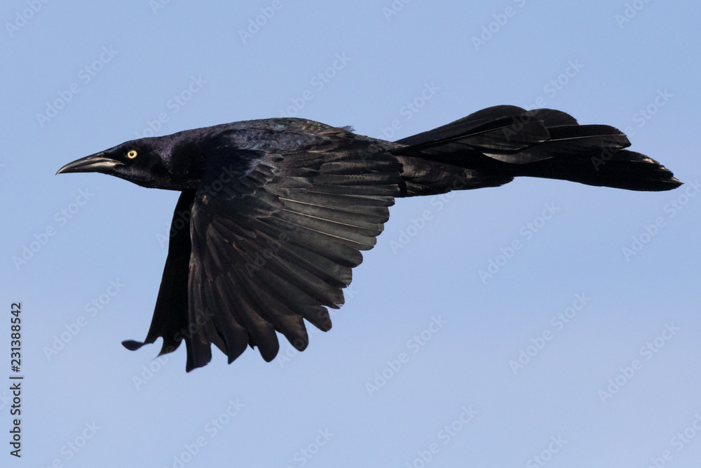 Grackle Flying