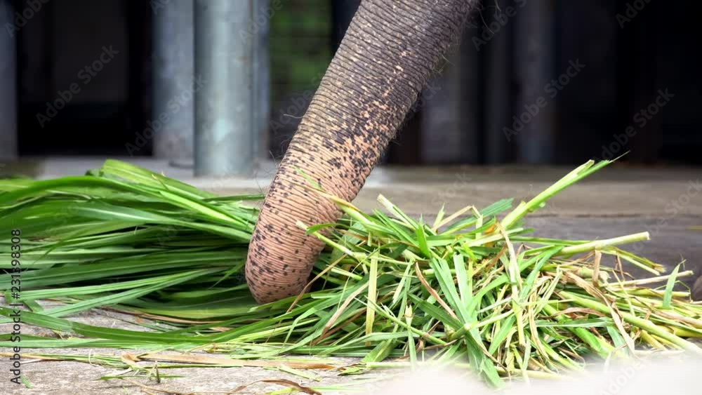 4K, Elephant without tusk is eating grass. Close up of an asiatic ...