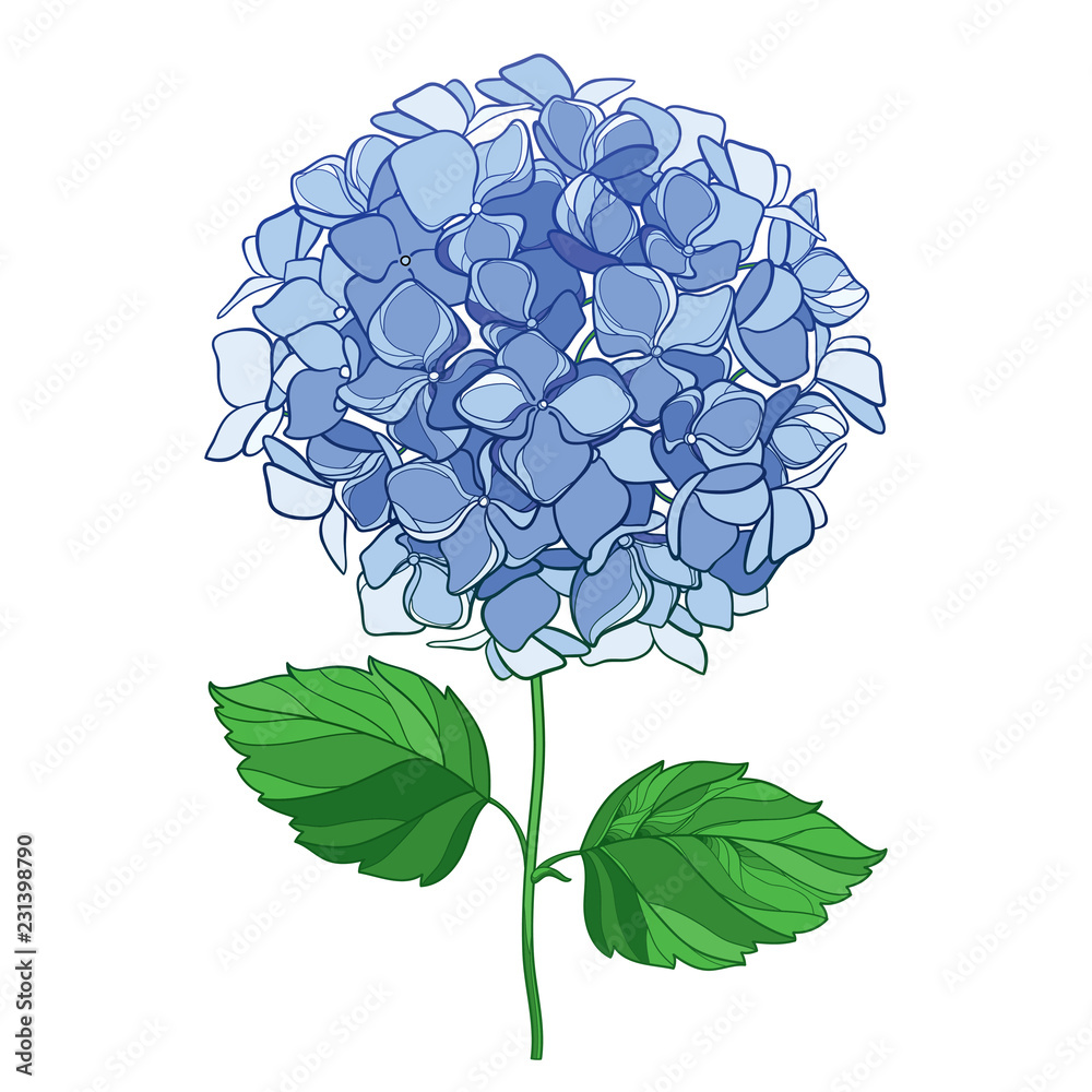 Vector drawing of outline Hydrangea or Hortensia flower bunch in pastel ...