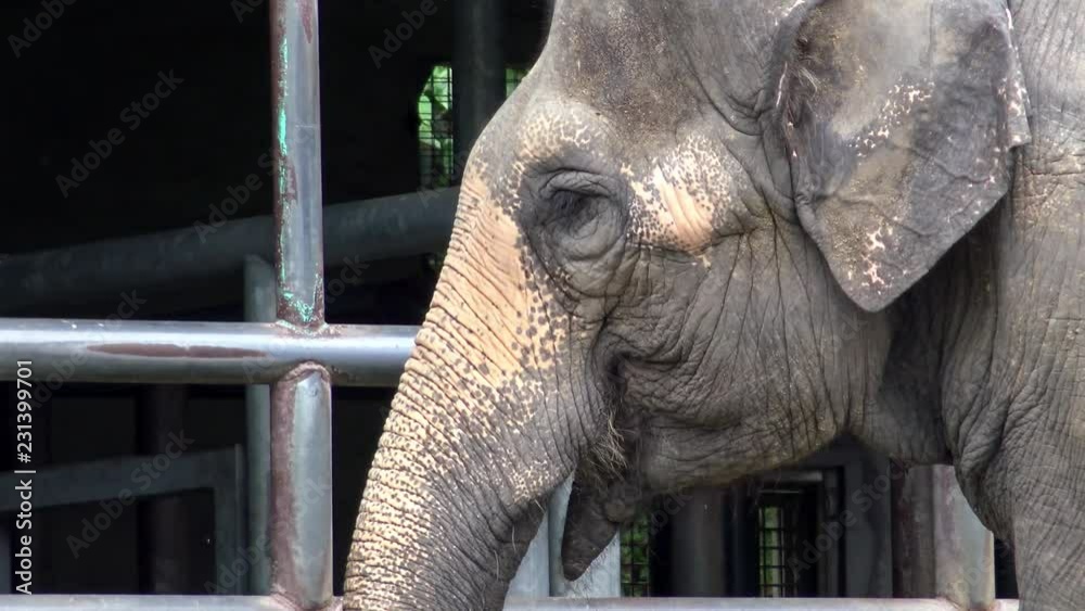4K, Elephant without tusk is eating grass. Close up of an asiatic ...