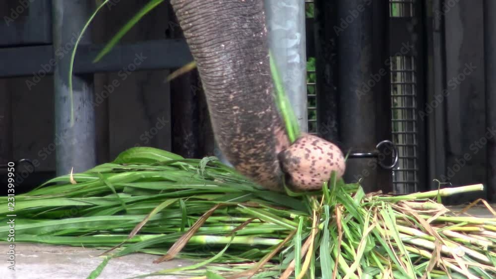 4K, Elephant without tusk is eating grass. Close up of an asiatic ...
