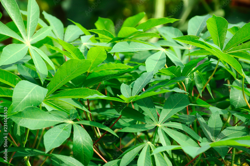 Leaves of the cassava plant. Young leaves harvested as green vegetable ...