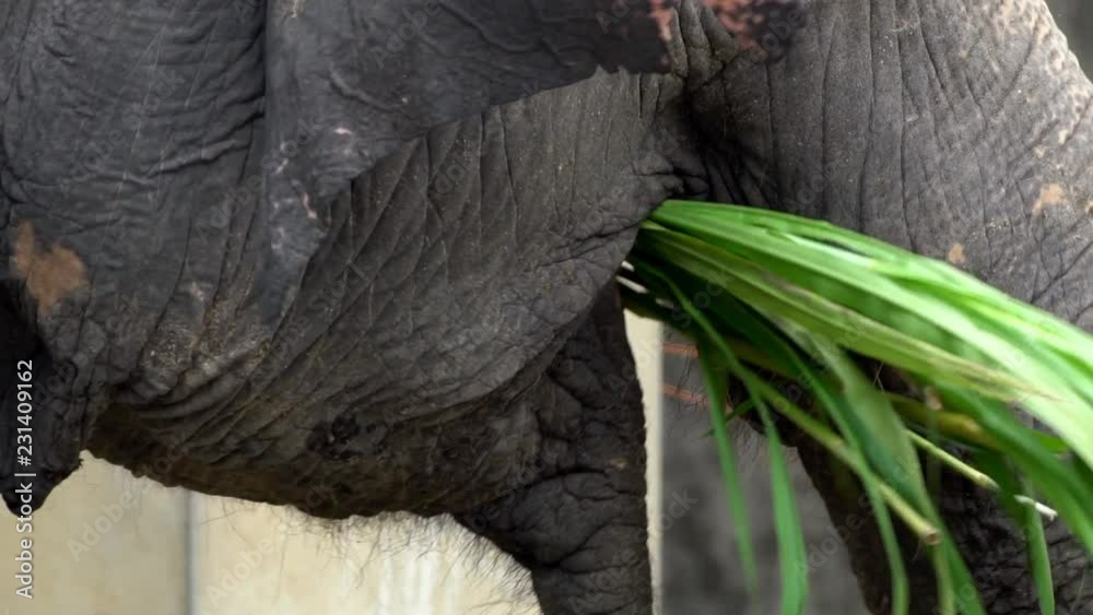 Slow Motion of Elephant without tusk is eating grass. Close up of an ...