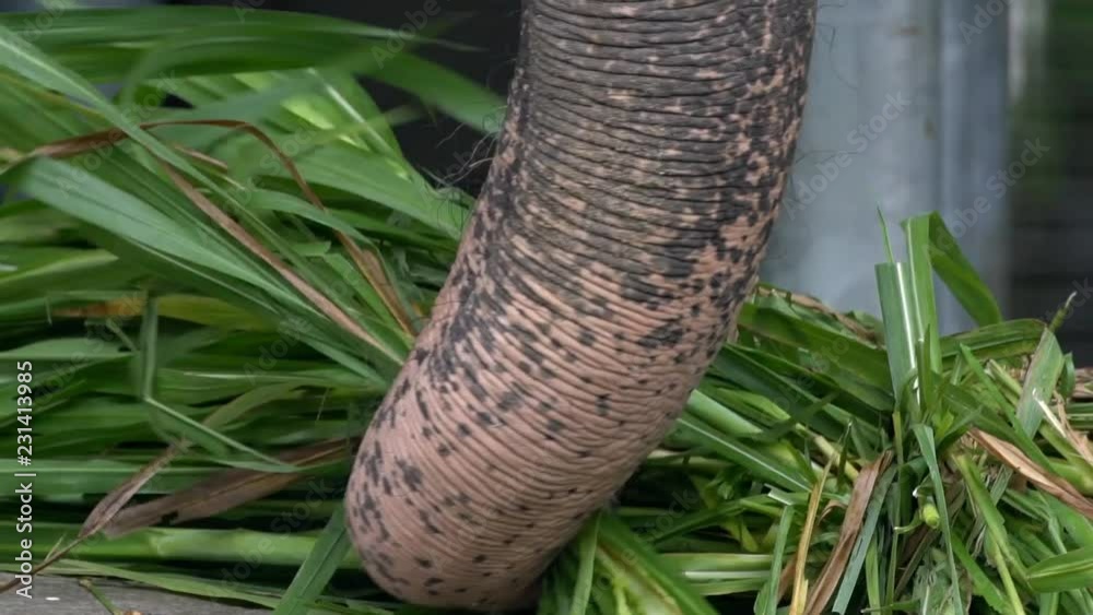 Elephant without tusk is eating grass. Close up of an asiatic elephant ...