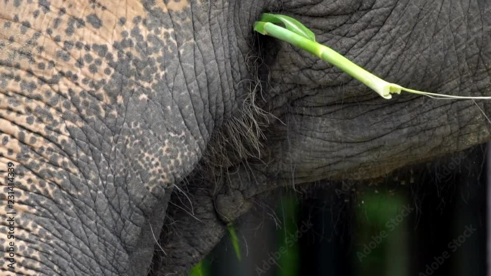 Elephant without tusk is eating grass. Close up of an asiatic elephant ...