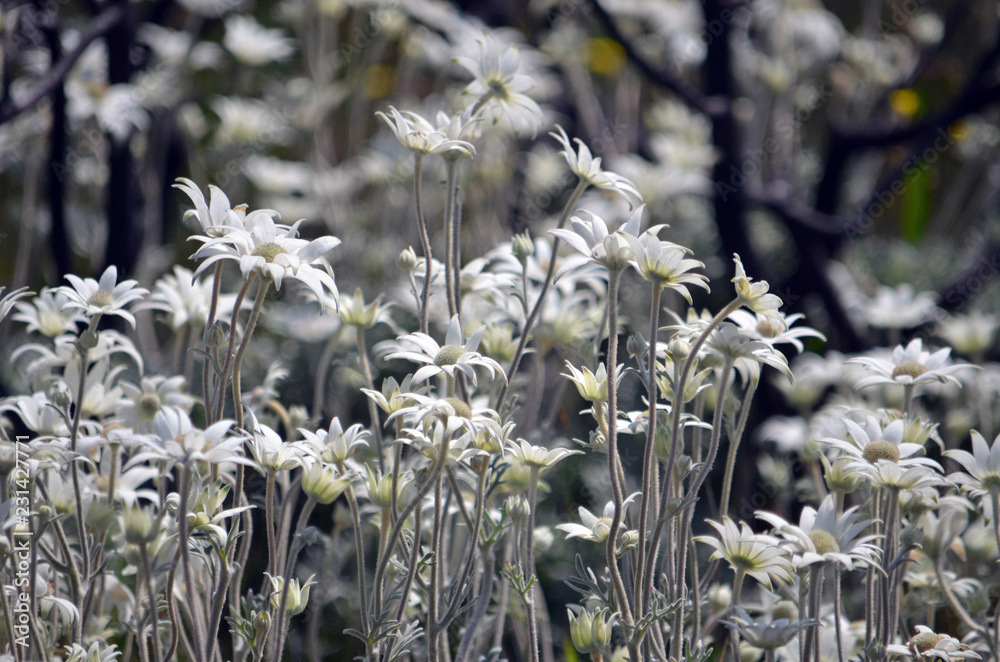 Stand of wild Australian native flannel flowers, Actinotus helianthi ...