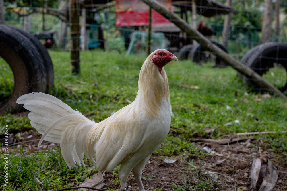 White Claret Rooster