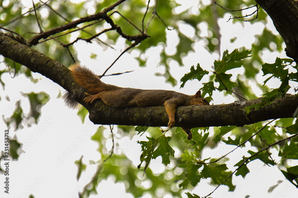 Squirrel sleeping on a tree branch, Michigan wildlife, Forest Animal ...